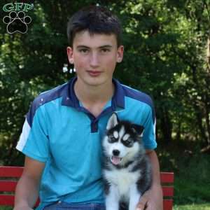 Siberian Husky Puppies For Sale - Greenfield Puppies