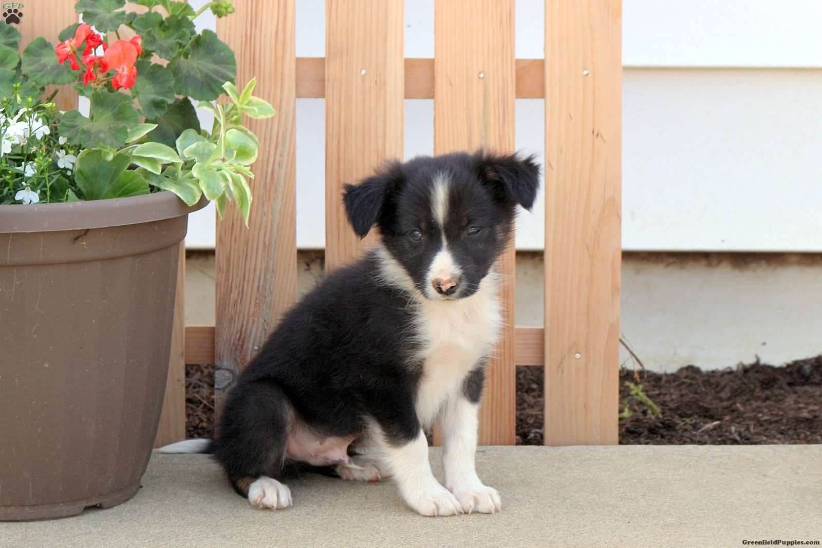 Rover - Border Collie Mix Puppy For Sale in Pennsylvania