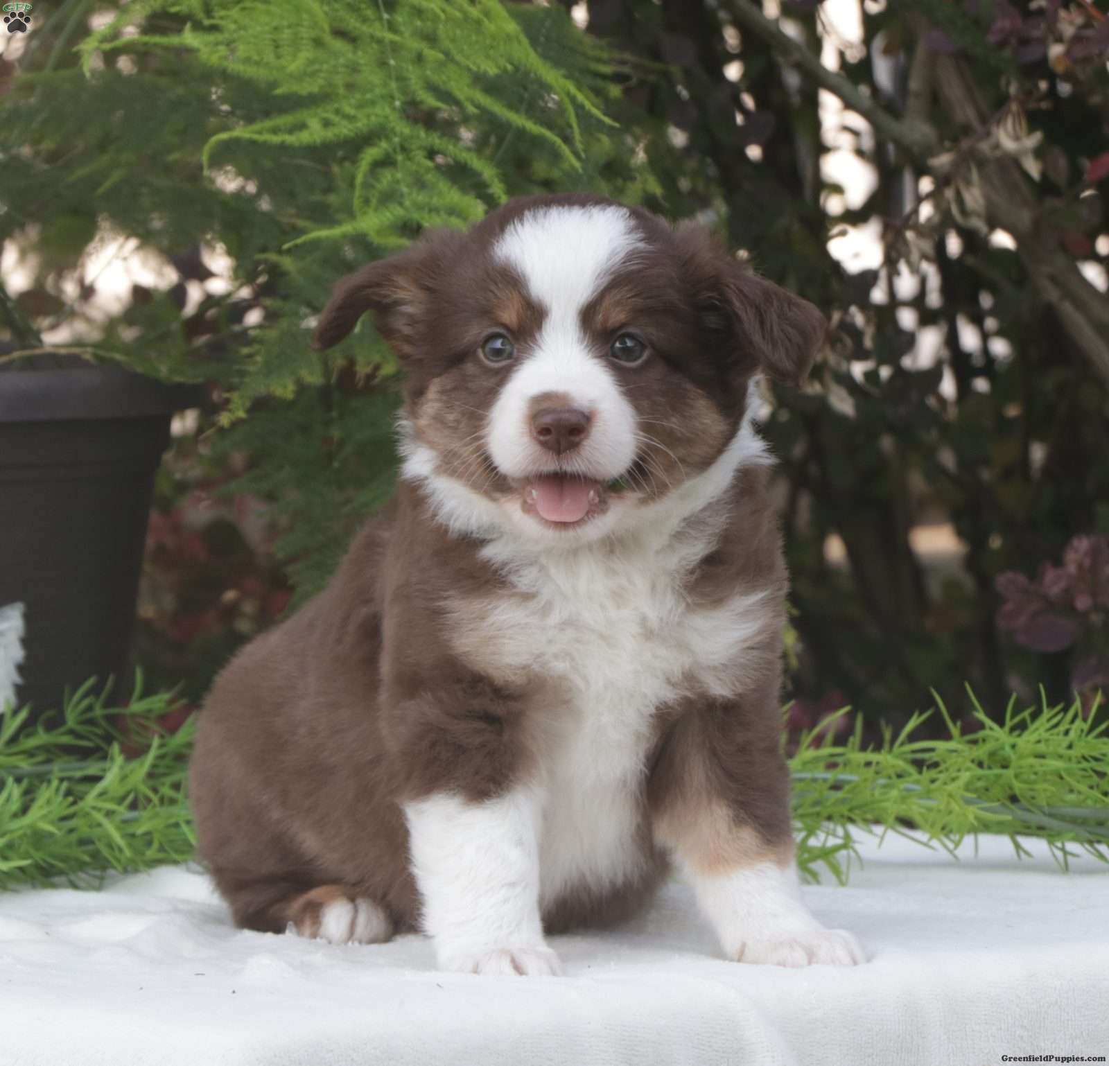 Sam - Miniature Australian Shepherd Puppy For Sale in Pennsylvania