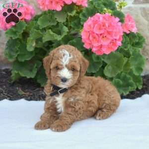 Cavapoo Puppies For Sale - Greenfield Puppies