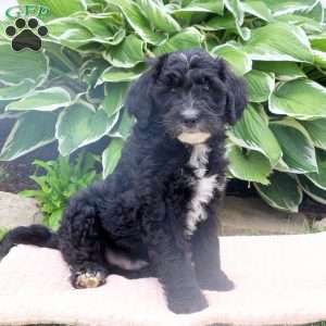 Emanuel Blank - Greenfield Puppies