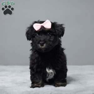 Havapoo Puppies For Sale - Greenfield Puppies