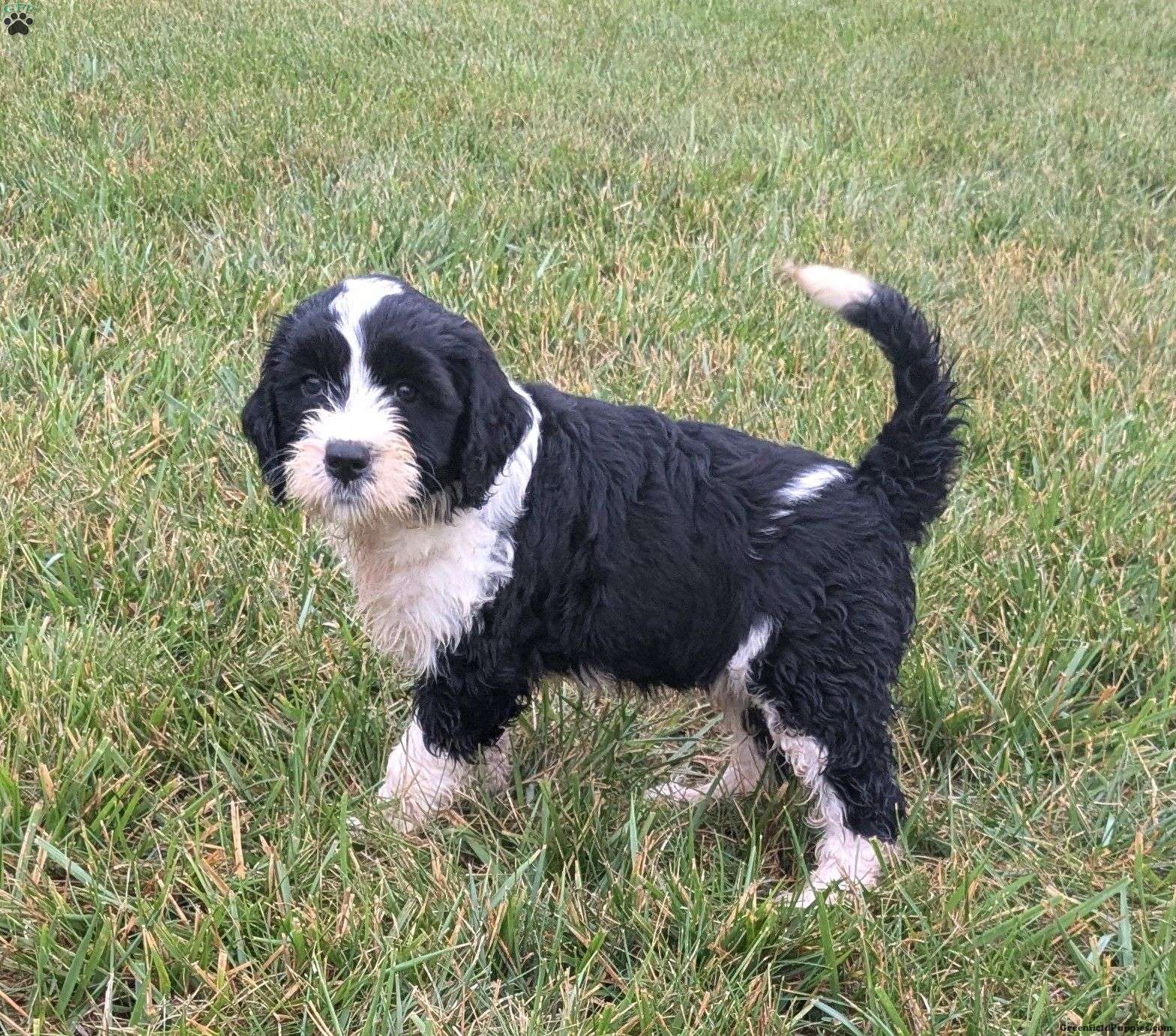 Star - Bernese Water Dog Puppy For Sale in North Carolina