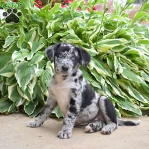 Labrador Mix Puppies For Sale | Greenfield Puppies