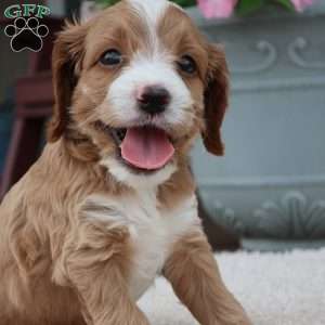 Cockapoo Puppies for Sale - Greenfield Puppies