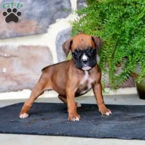 Boxer Puppies For Sale - Greenfield Puppies