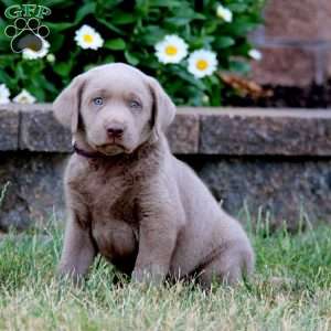 Silver Labrador Retriever Puppies For Sale - Greenfield Puppies