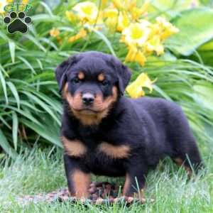 Rottweiler Puppies For Sale - Greenfield Puppies