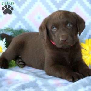 Chocolate Labrador Retriever Puppies for Sale - Greenfield Puppies