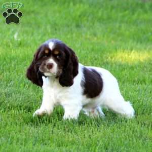Cocker Spaniel Puppies For Sale - Greenfield Puppies