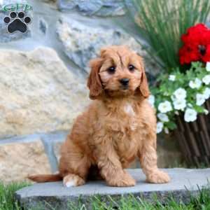Cavapoo Puppies For Sale - Greenfield Puppies