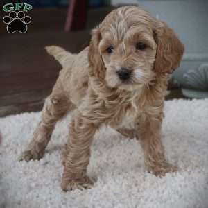 Cockapoo Puppies for Sale - Greenfield Puppies