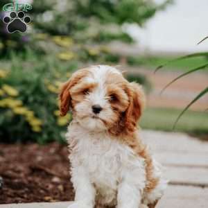 Cavapoo Puppies For Sale - Greenfield Puppies