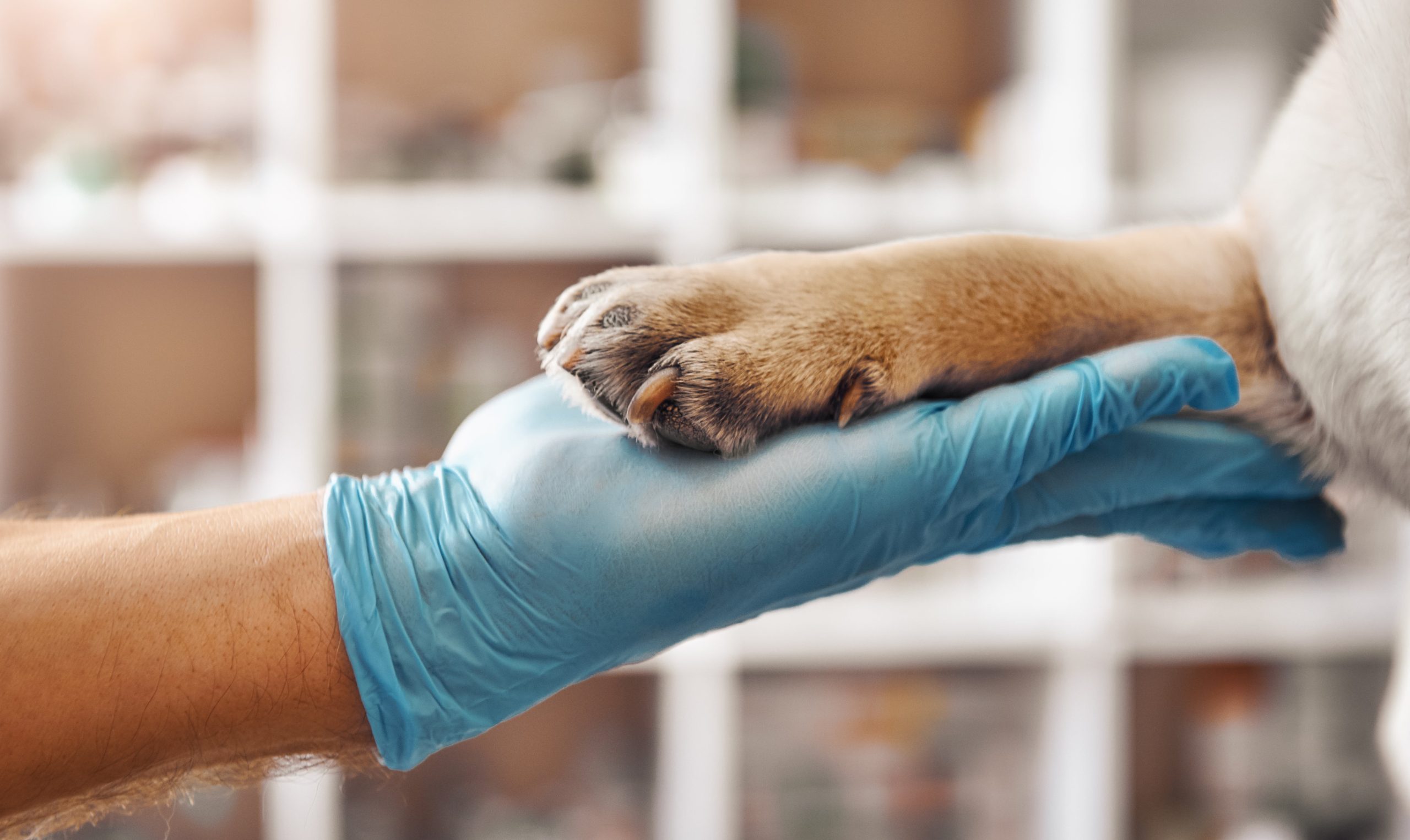 What to Know About Burned Dog Paws - Greenfield Puppies