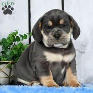 Beabull Puppies For Sale | Greenfield Puppies