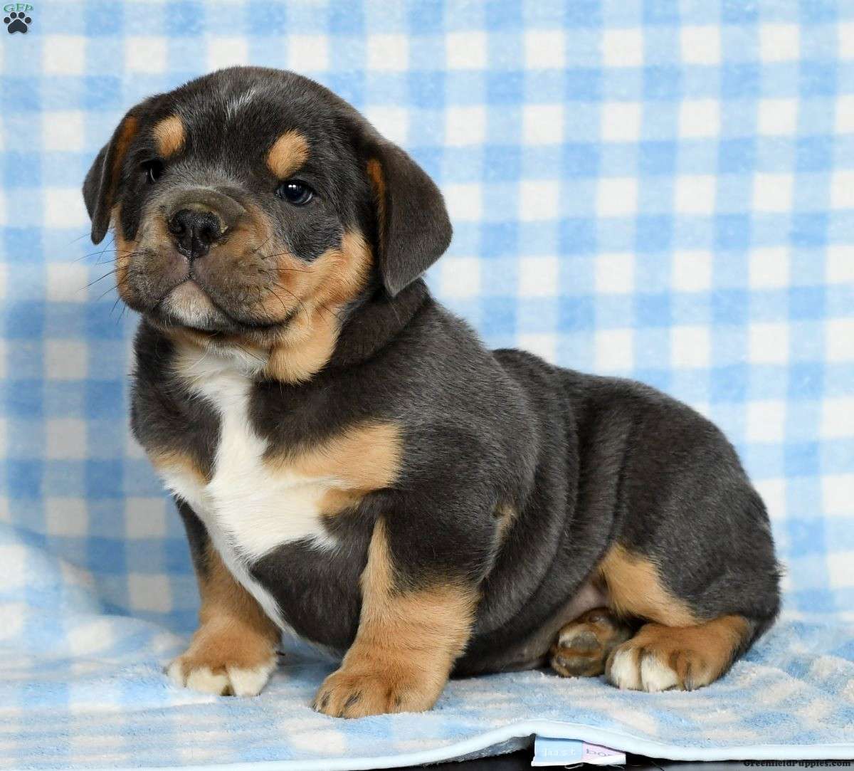 Sasha - Beabull Puppy For Sale in Ohio