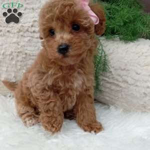 Matt Shetler - Greenfield Puppies