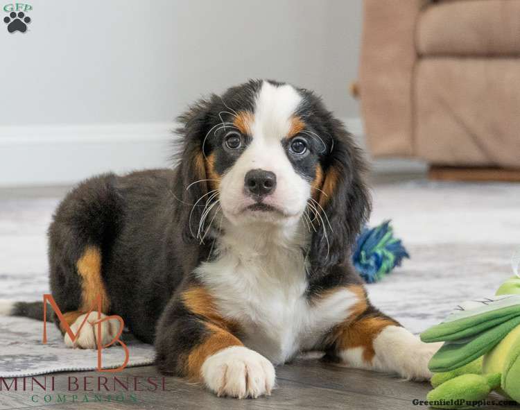 Kate - Miniature Bernese Mountain Dog Puppy For Sale in Ohio