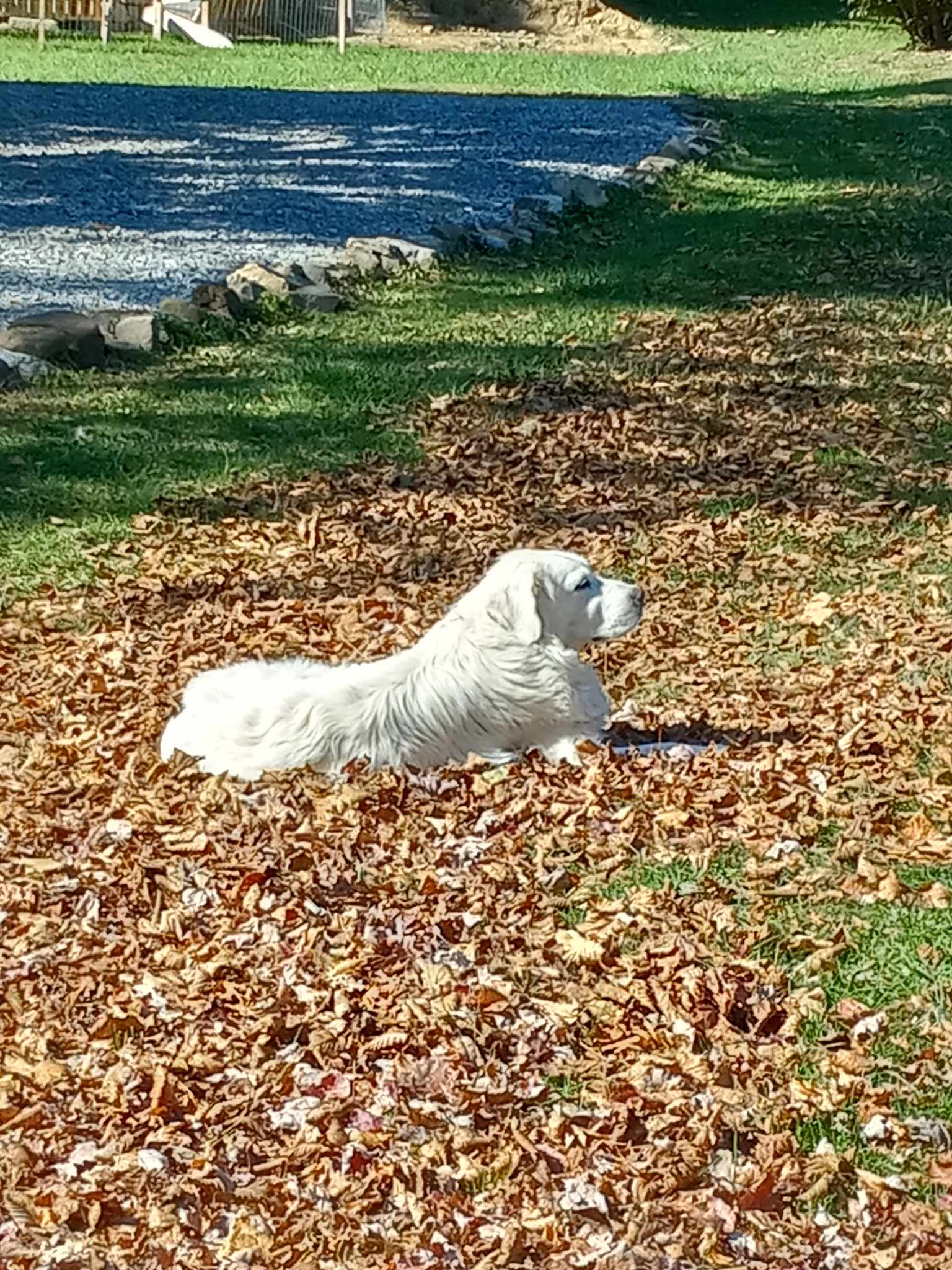 Jamie Fenton - Greenfield Puppies