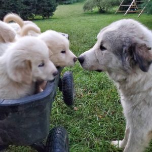 Jamie Fenton - Greenfield Puppies