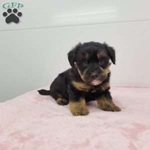 Jack-A-Poo Puppies For Sale - Greenfield Puppies