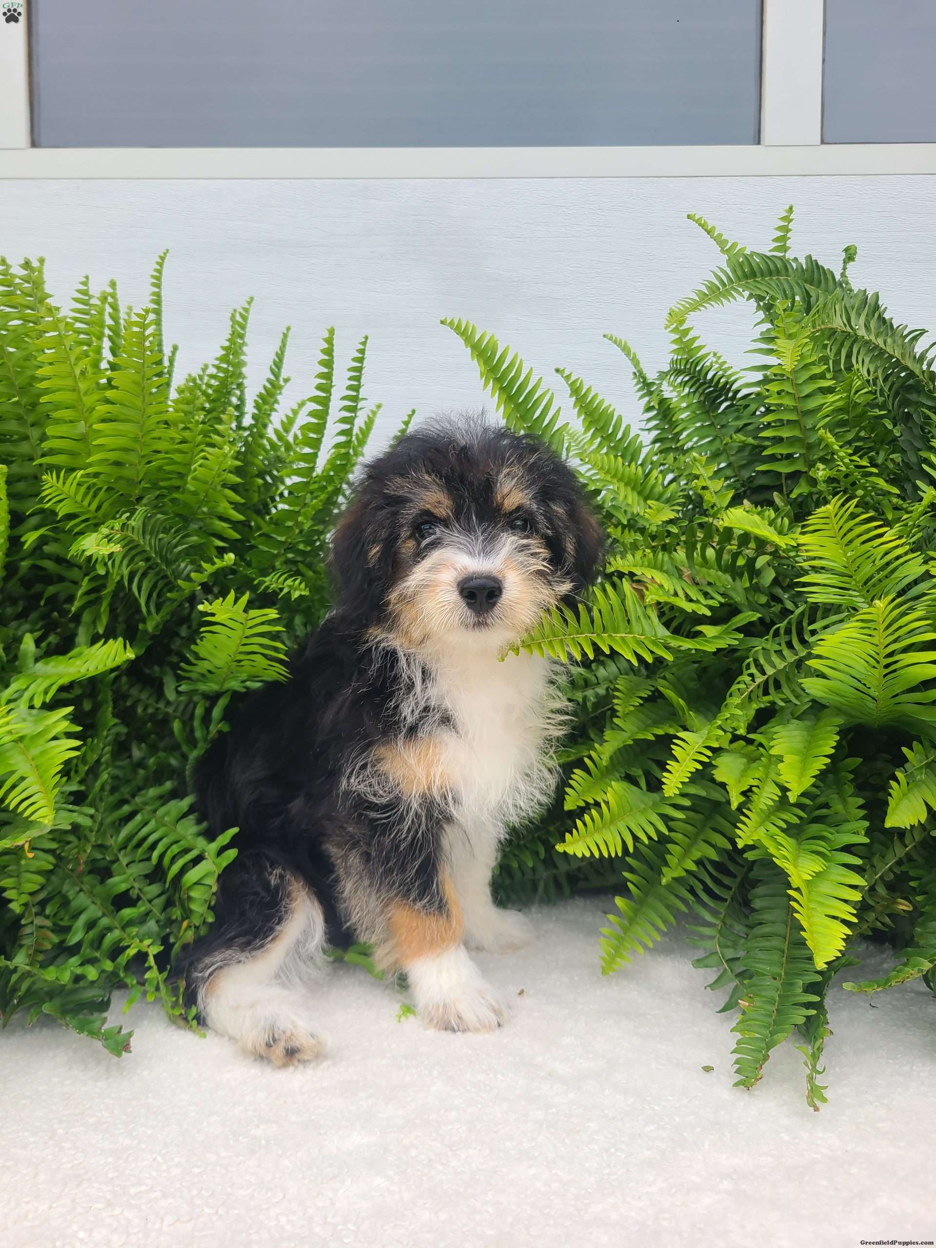 Bridget - Corgipoo Puppy For Sale in Ohio