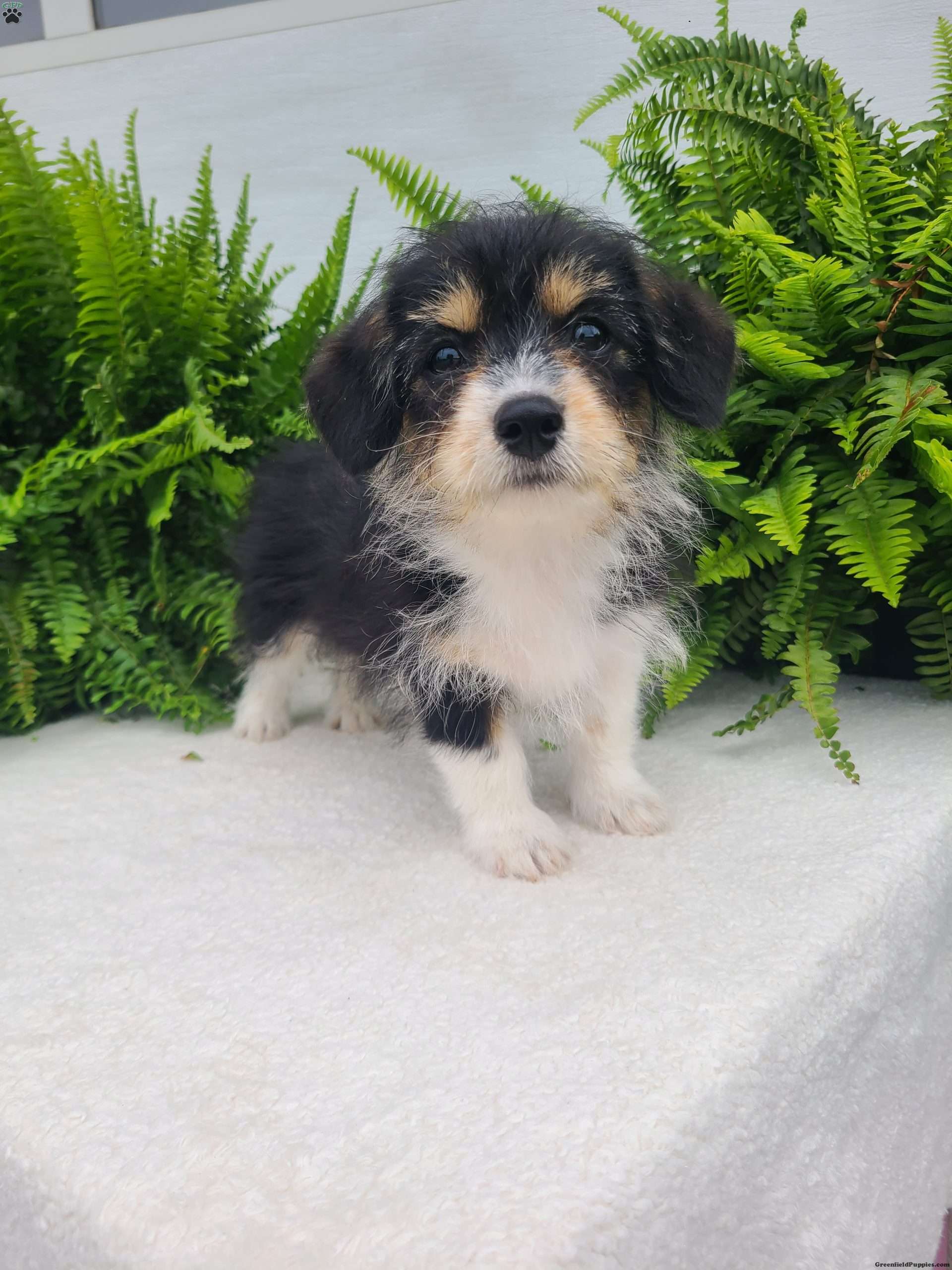 Braxton - Corgipoo Puppy For Sale in Ohio
