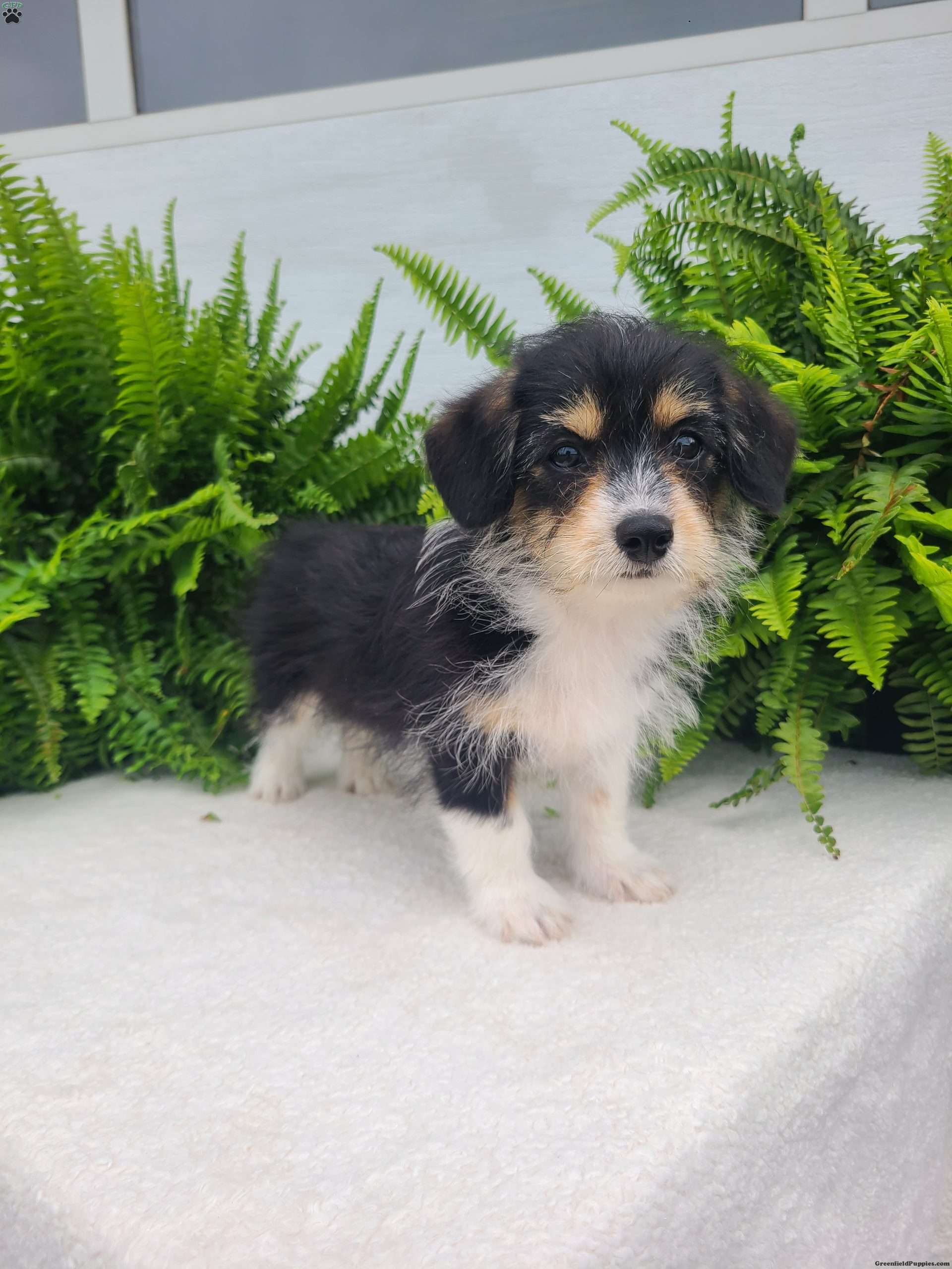 Braxton - Corgipoo Puppy For Sale in Ohio