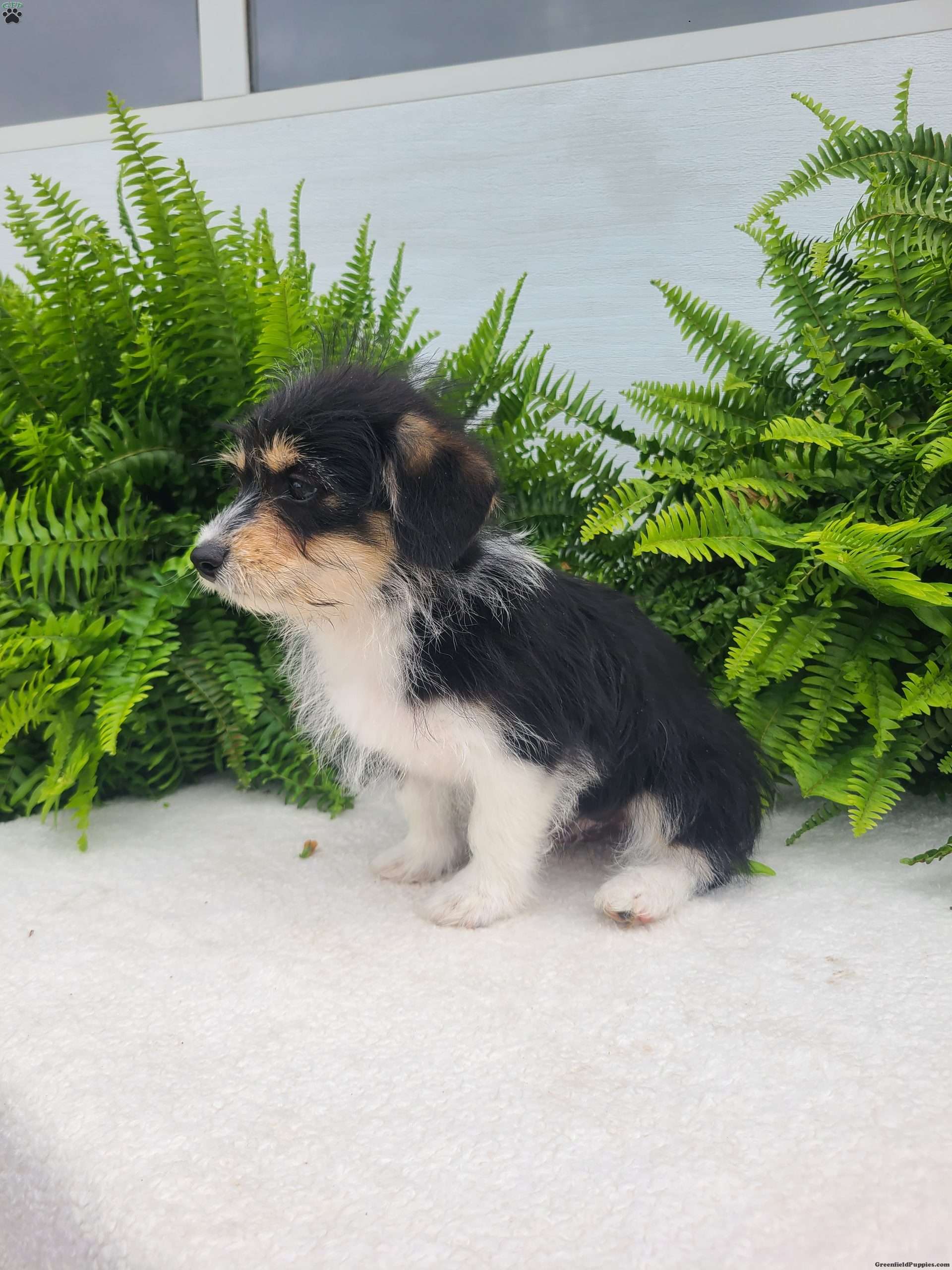 Braxton - Corgipoo Puppy For Sale in Ohio