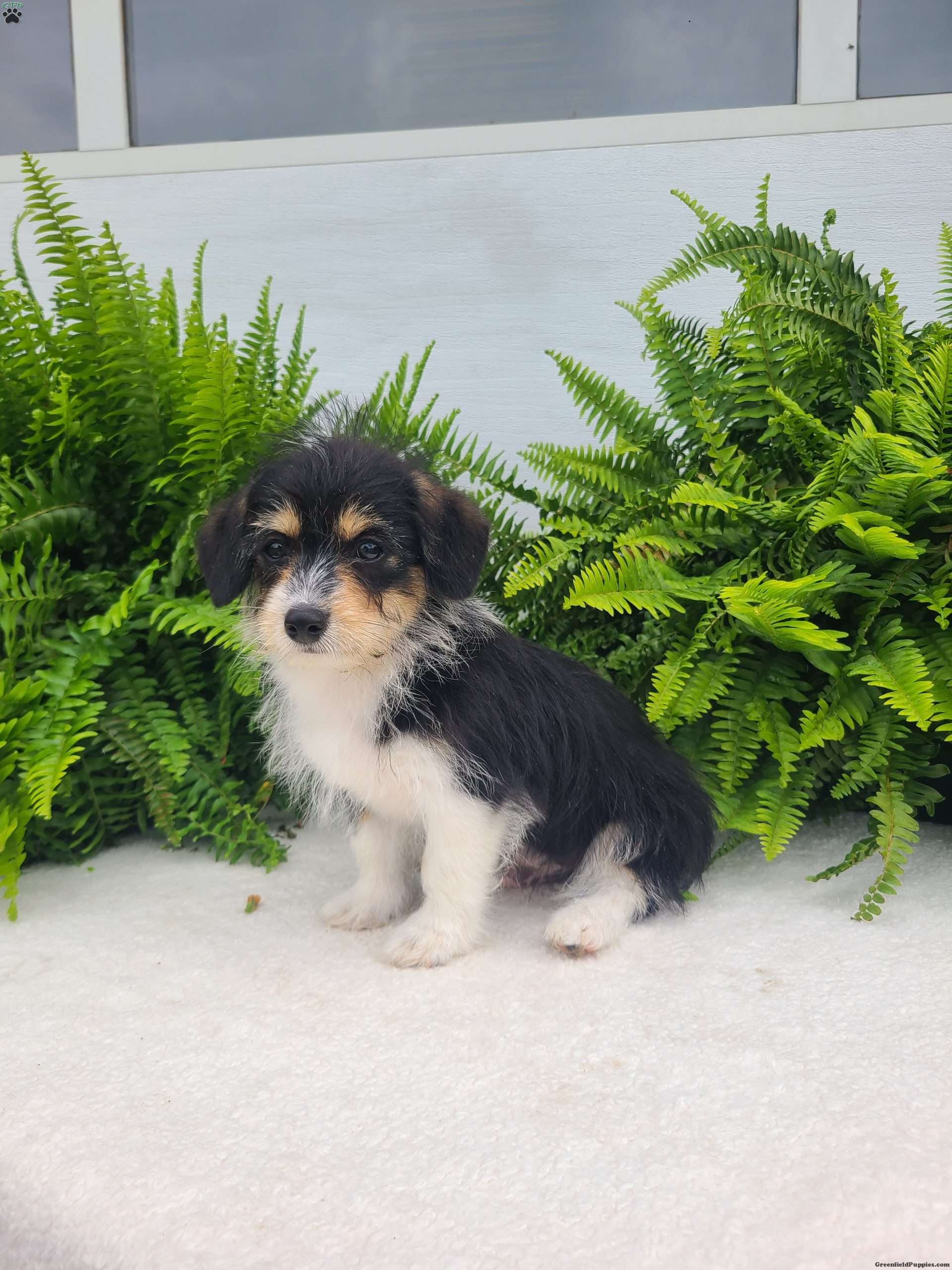 Braxton - Corgipoo Puppy For Sale in Ohio