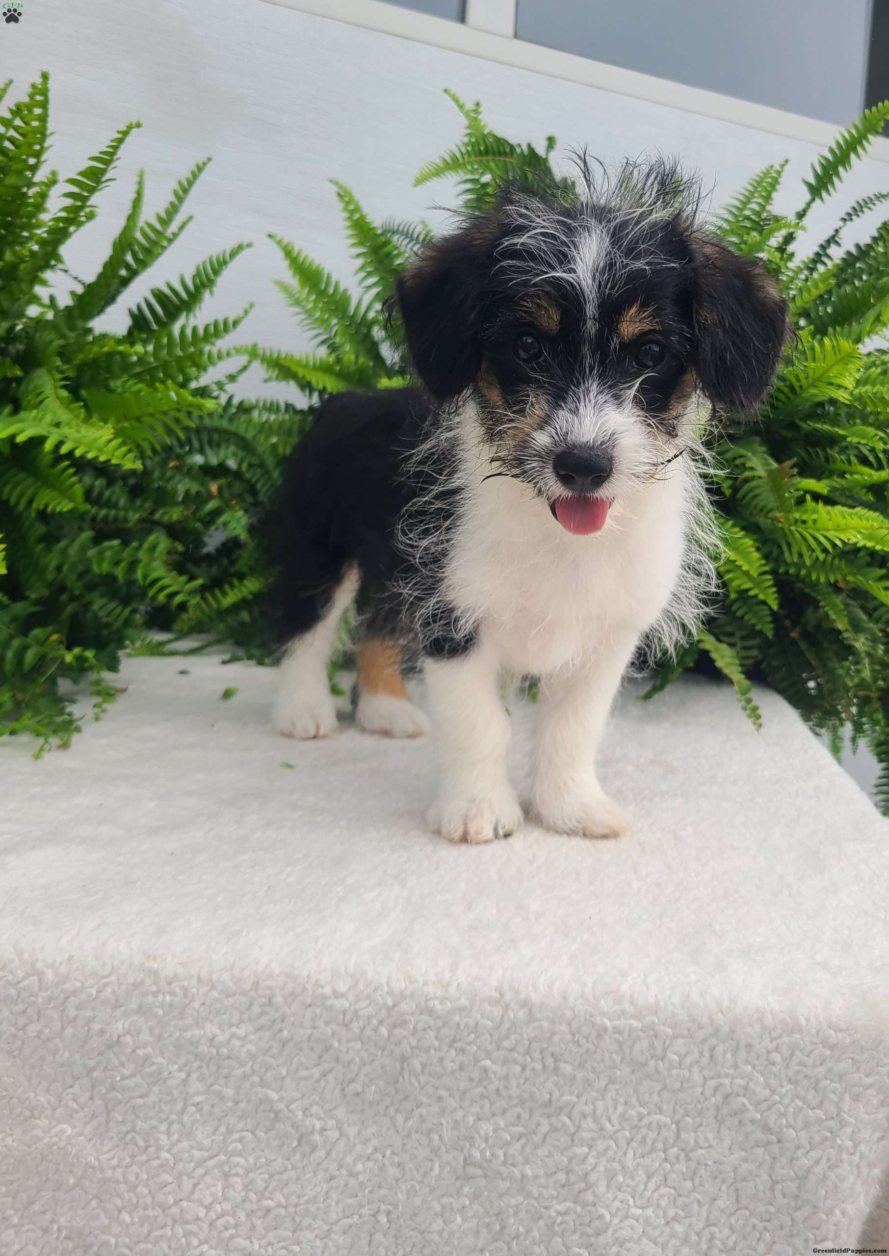Brandy - Corgipoo Puppy For Sale in Ohio