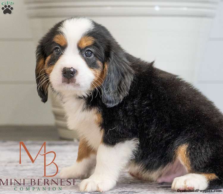 Kit - Miniature Bernese Mountain Dog Puppy For Sale in Ohio