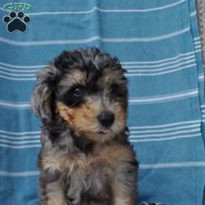 Springerdoodle Puppies for Sale | Greenfield Puppies