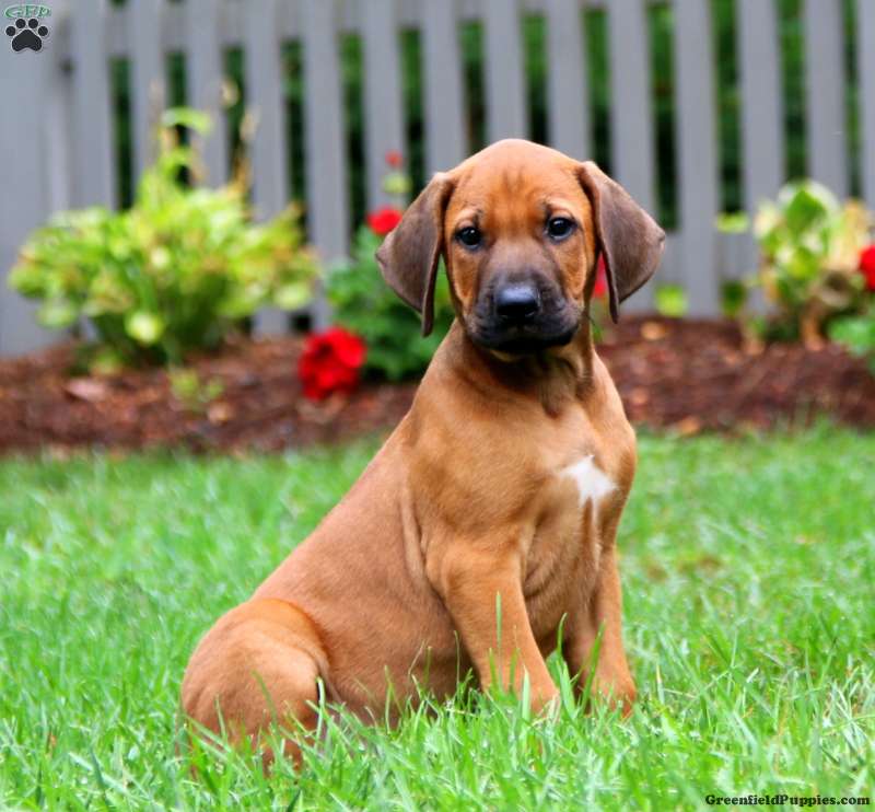 Alex - Rhodesian Ridgeback Puppy For Sale in Pennsylvania