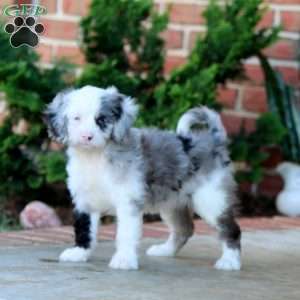 Cavapoo Puppies For Sale - Greenfield Puppies