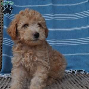 Springerdoodle Puppies for Sale | Greenfield Puppies