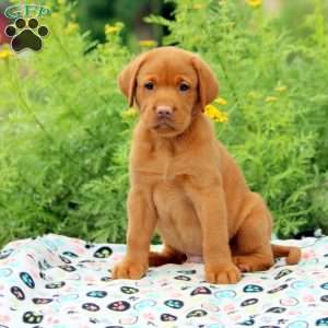 Fox Red Labrador Retriever Puppies for Sale - Greenfield Puppies