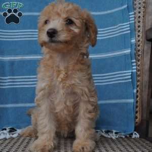 Springerdoodle Puppies for Sale | Greenfield Puppies