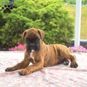Boxer Puppies For Sale - Greenfield Puppies