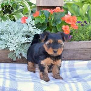 Yorkshire Terrier Puppies for Sale - Greenfield Puppies