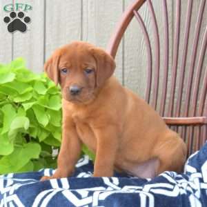 Fox Red Labrador Retriever Puppies for Sale - Greenfield Puppies