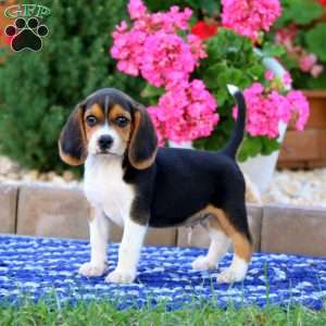 Beagle Puppies For Sale - Greenfield Puppies