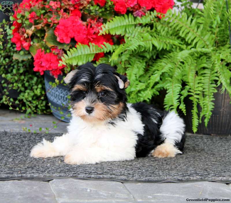 Benji - Biewer Terrier Puppy For Sale in Pennsylvania
