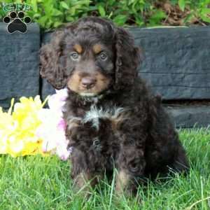 Cockapoo Puppies for Sale - Greenfield Puppies