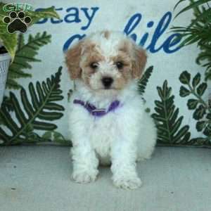 Bich-poo Puppies For Sale - Greenfield Puppies