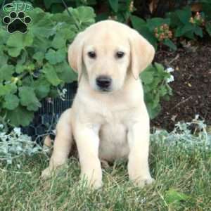 Yellow Labrador Retriever Puppies For Sale - Greenfield Puppies