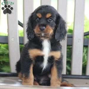 Cockalier Puppies For Sale | Greenfield Puppies