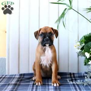 Boxer Puppies For Sale - Greenfield Puppies