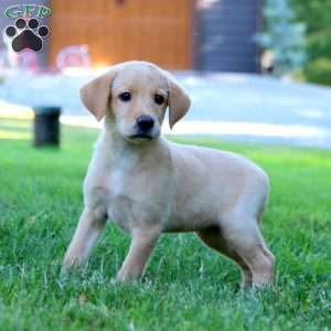 Yellow Labrador Retriever Puppies For Sale - Greenfield Puppies