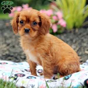 Cavalier King Charles Spaniel Puppies for Sale